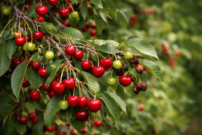 Meteo. Quando il freddo rischia di confondere: il problema del cherry ...