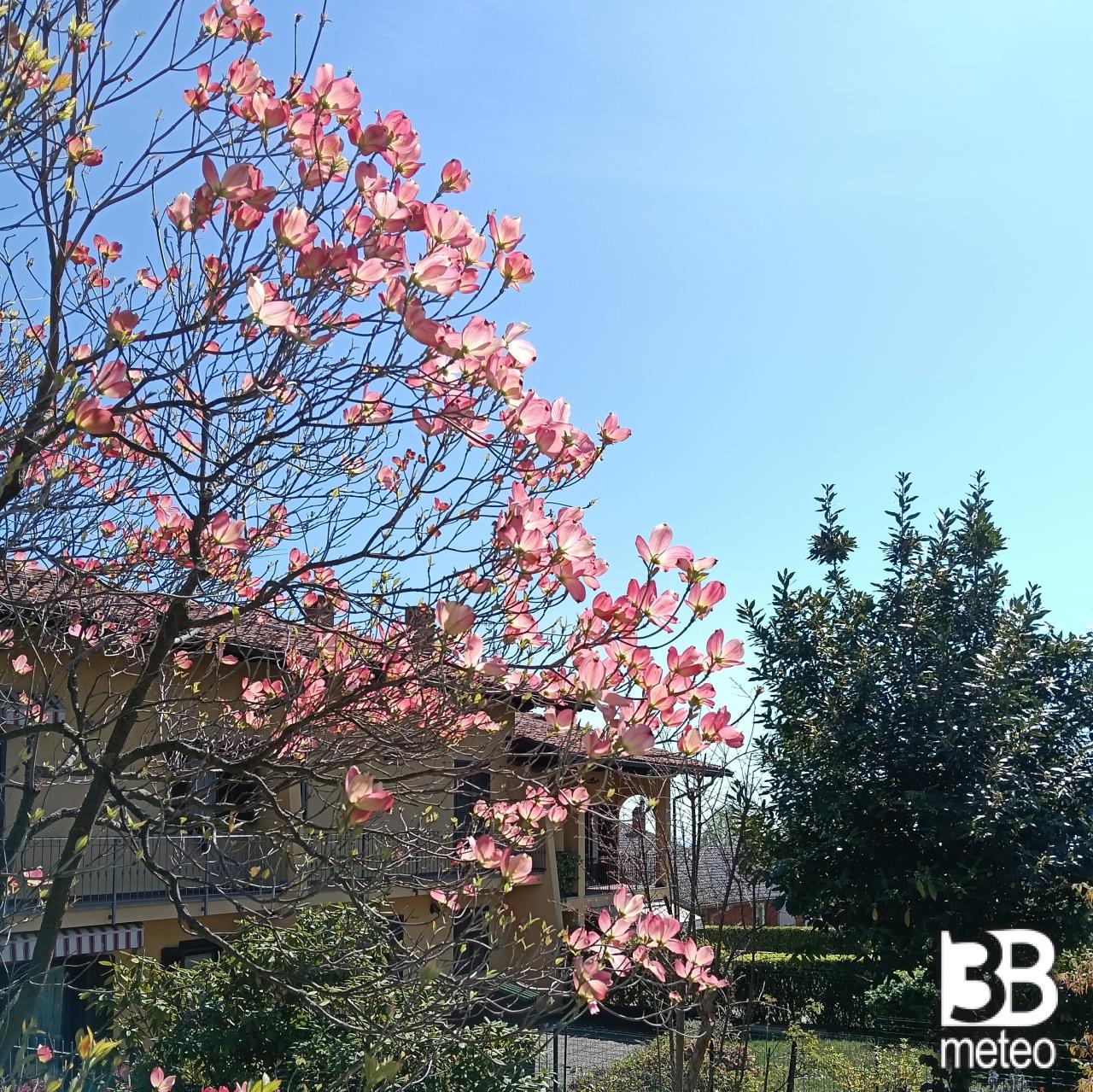 Foto Meteo: Fioritura Cornus A Muzzano « 3B Meteo