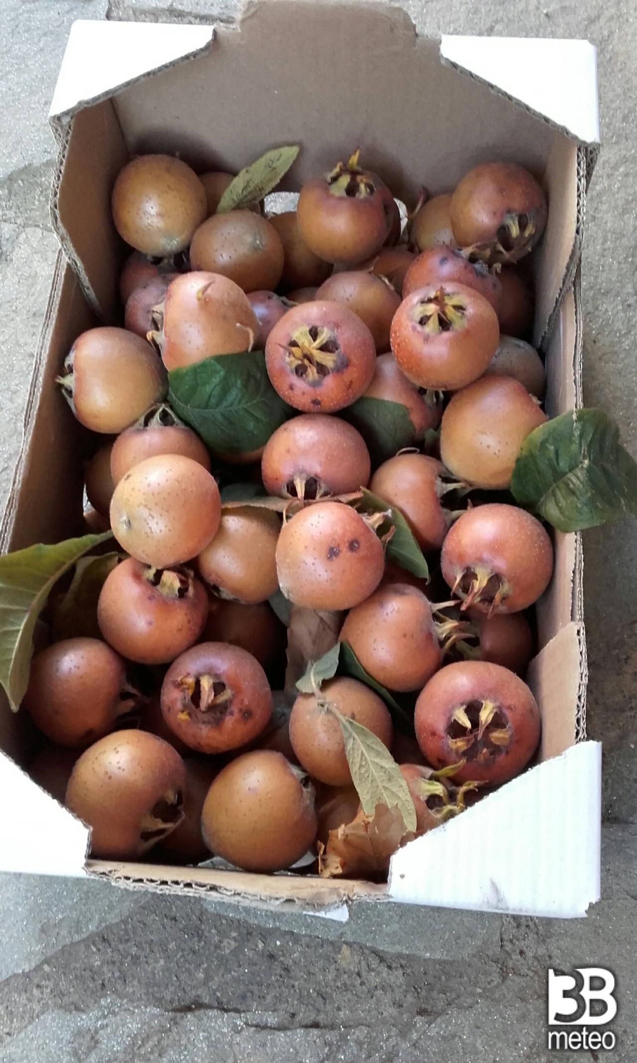 Foto Meteo: Nespole Frutti Autunnali « 3B Meteo