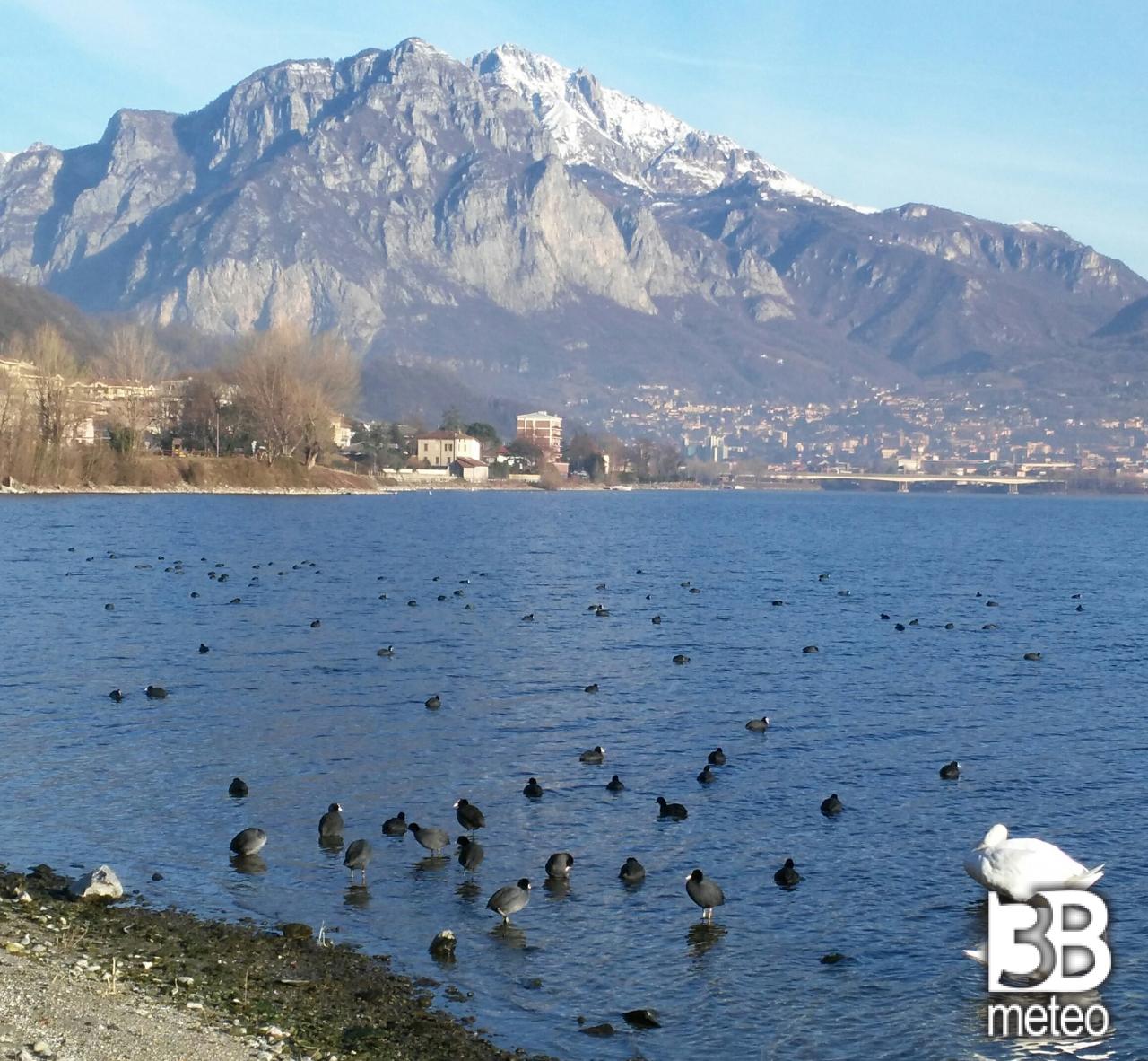 Foto Meteo: Folaghe E Cigni Sul Lago Di Garlate « 3B Meteo