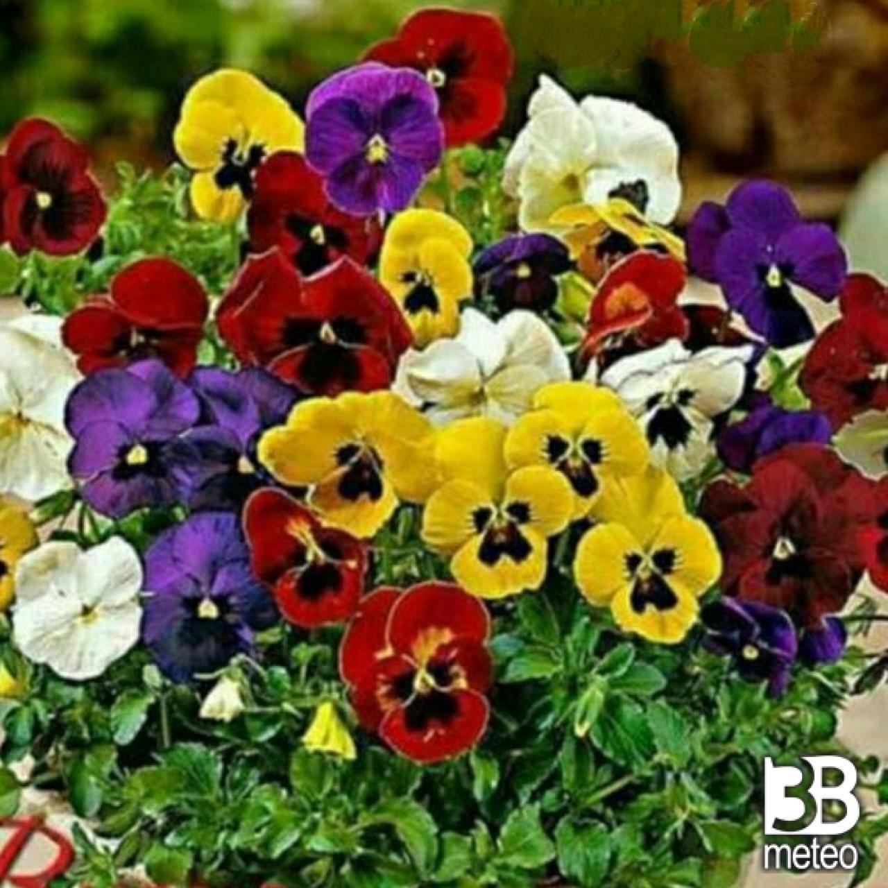 Foto Meteo: Viole Di Primavera « 3B Meteo